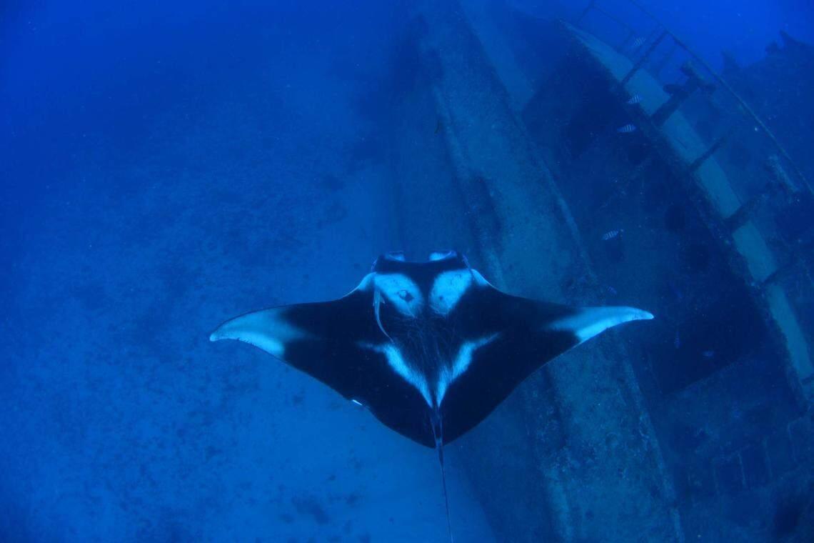 New Manta Ray Species Discovered After 15 Years of Research - ForbesPost